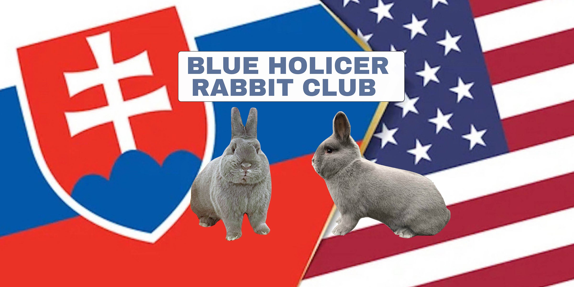 Home | Blue Holicer Rabbit Club